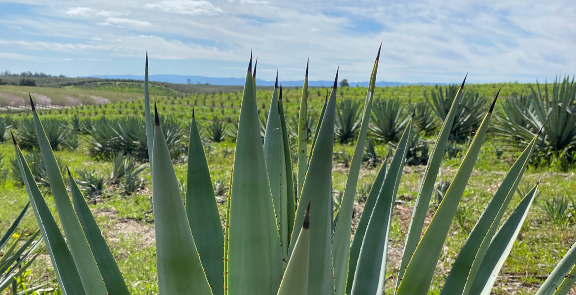 Craft Spirits Magazine – The Art, Science and Business of Distilling