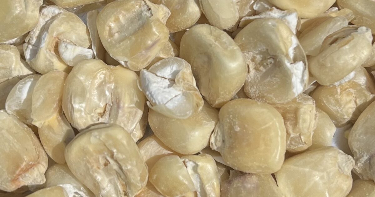 Riverbend Malt House Welcomes Hickory King Corn Malt Variety – Craft ...