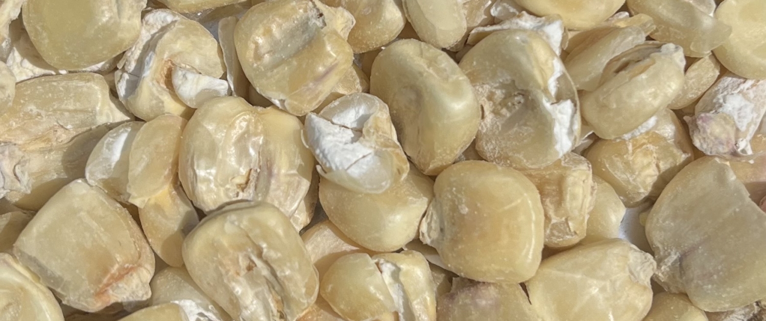 Riverbend Malt House Welcomes Hickory King Corn Malt Variety – Craft ...